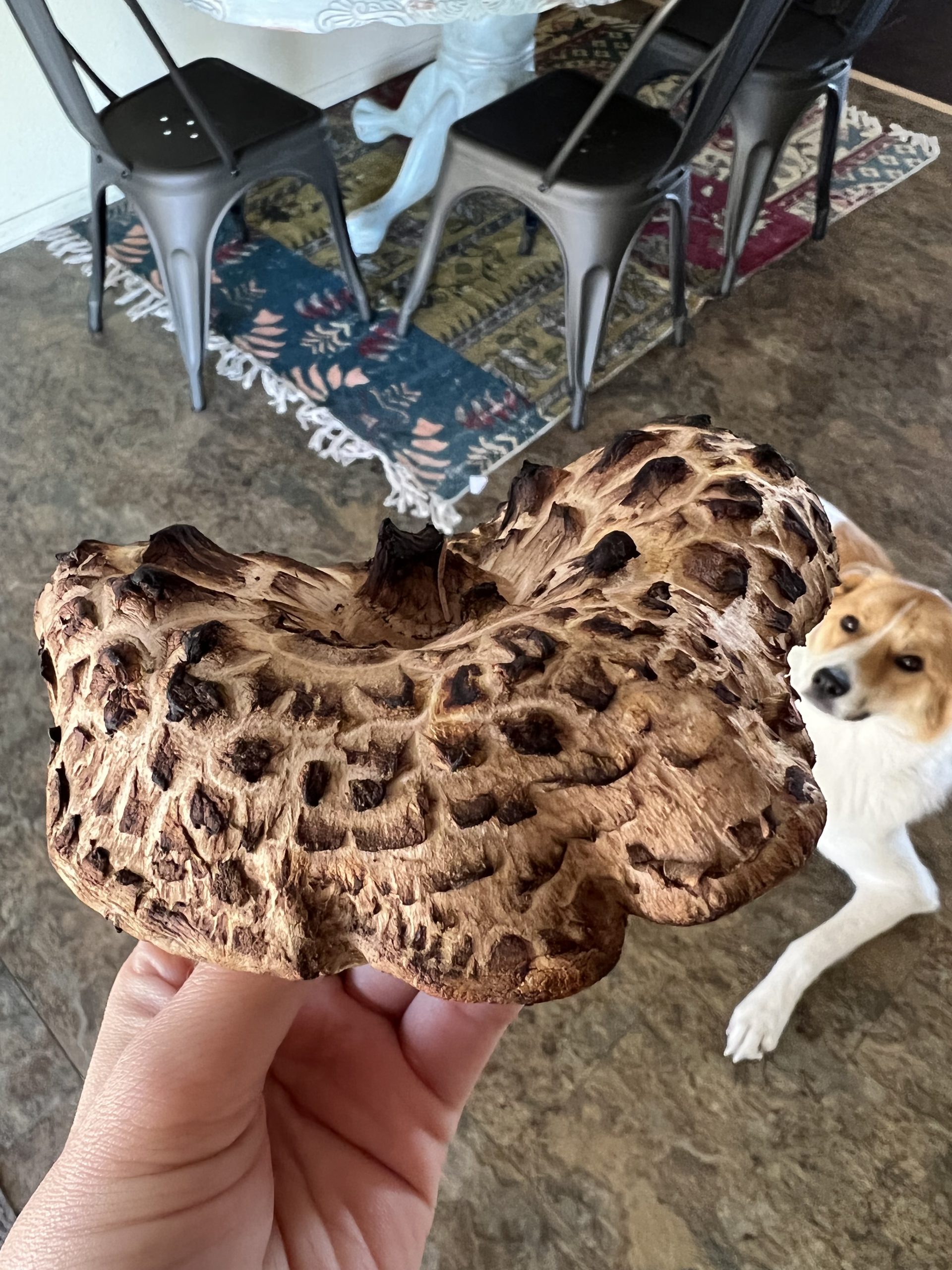 Hawk’s Wing Mushroom (Sarcodon inbricatus) - Jennifer Jade Juniper