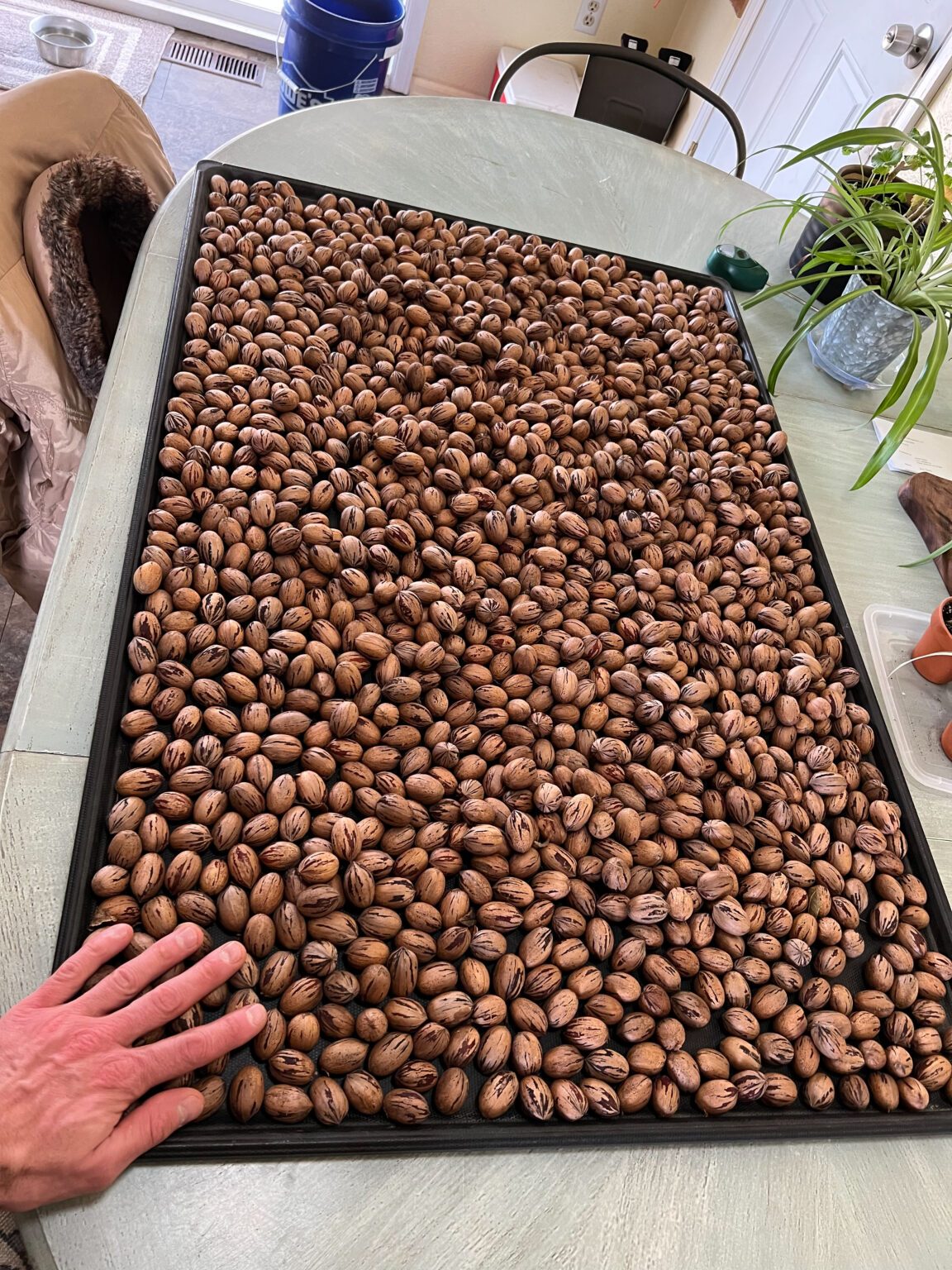 How To Shell and Use Pecans - Jennifer Jade Juniper