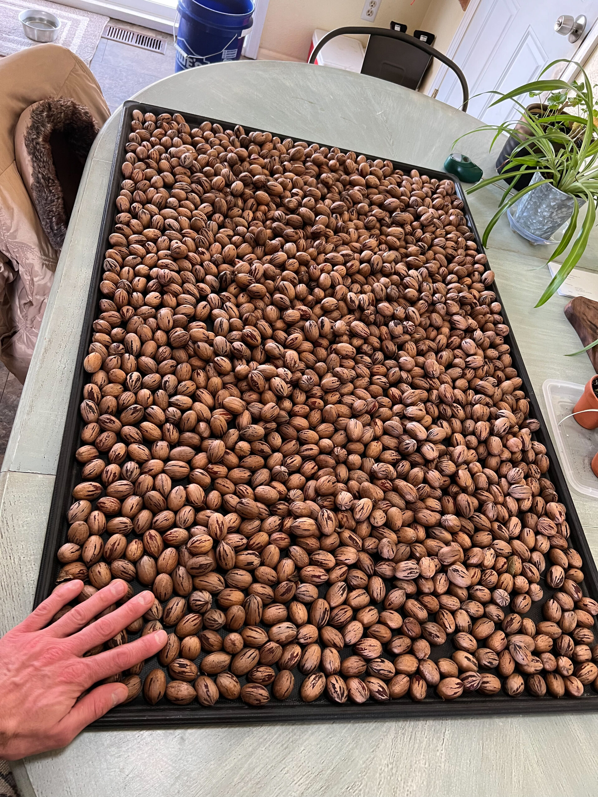 How To Shell and Use Pecans - Jennifer Jade Juniper