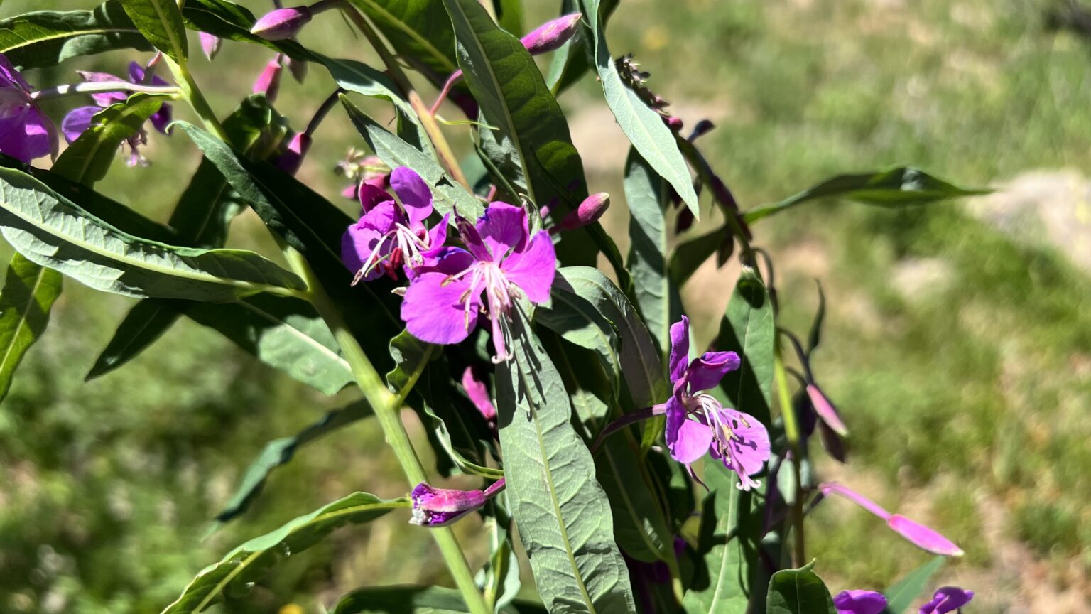 How to Make Fireweed Tea (Ivan Chai) - Jennifer Jade Juniper
