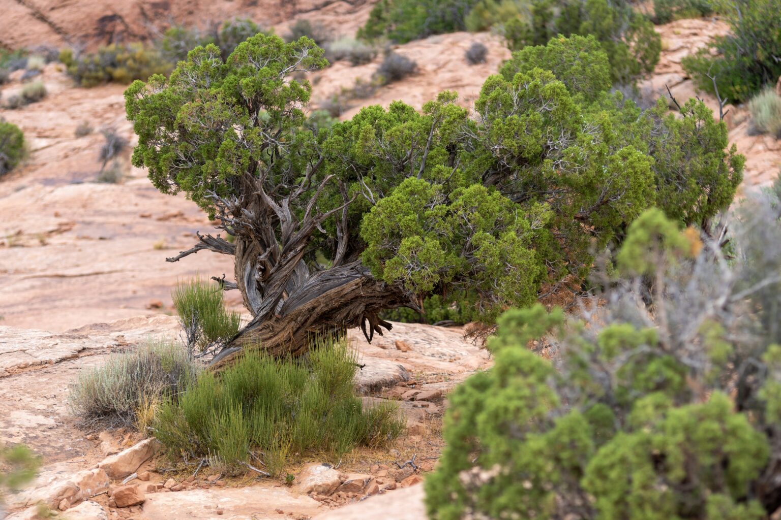 Mormon Tea: American Ephedra (Ephedra Spp.) - Jennifer Jade Juniper