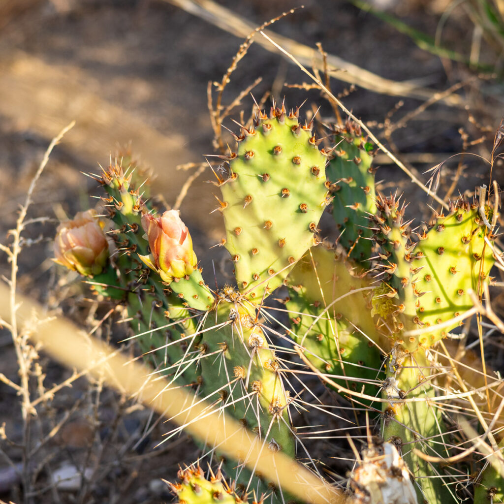 How to Harvest and Clean Prickly Pear Pads (Nopales) for Eating ...